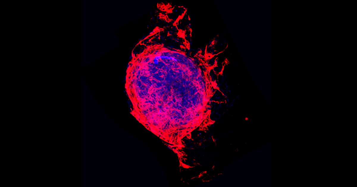Cardiovascular Regeneration • Heart Research Institute UK