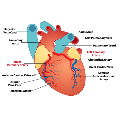 The 12 most common heart and cardiovascular conditions • HRI