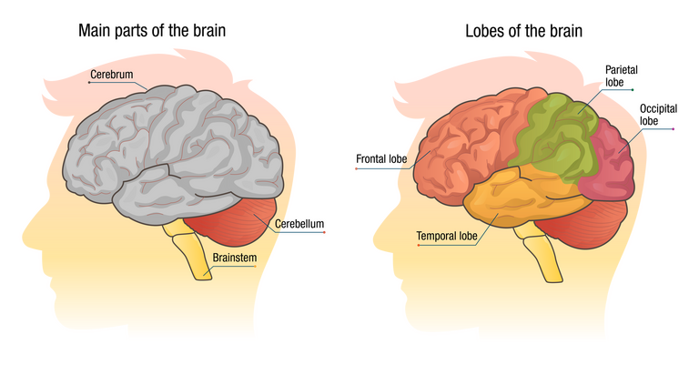 Brain Functions And How The Brain Works Heart Research Institute brain-functions-and-how-the-brain-works-heart-research-institute